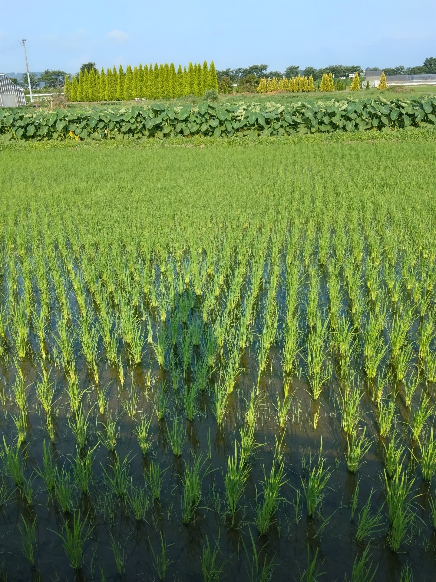 緑の中: NAMASTEブログ